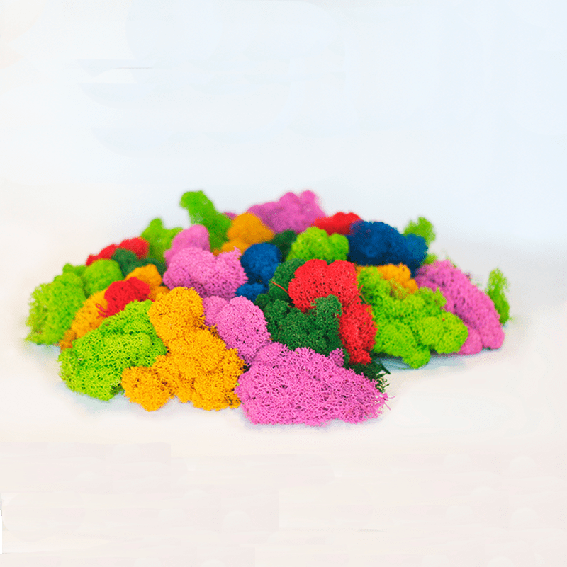 The famous Polarmoss colored moss. Perfect shape and colors.