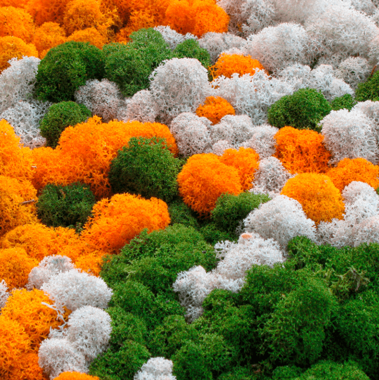 Moss Shop | Buy high-quality colored moss online