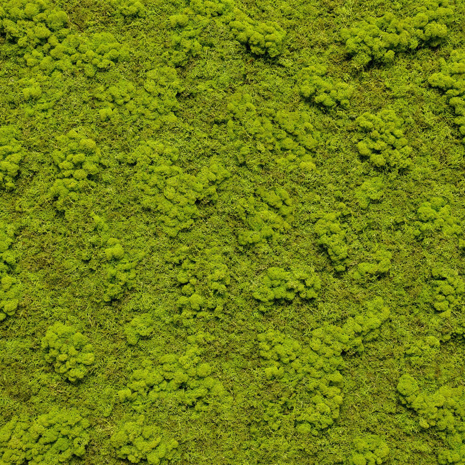 Amazing green wall moss panel. Polarmoss Flex Element.