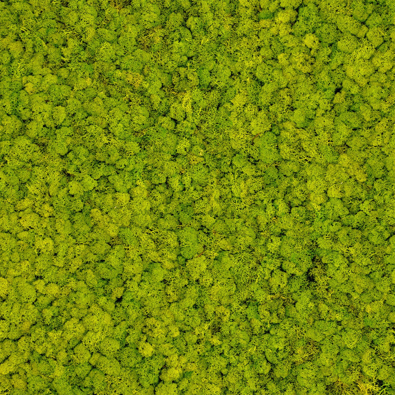 Amazing green wall moss panel. Polarmoss Flex Element.