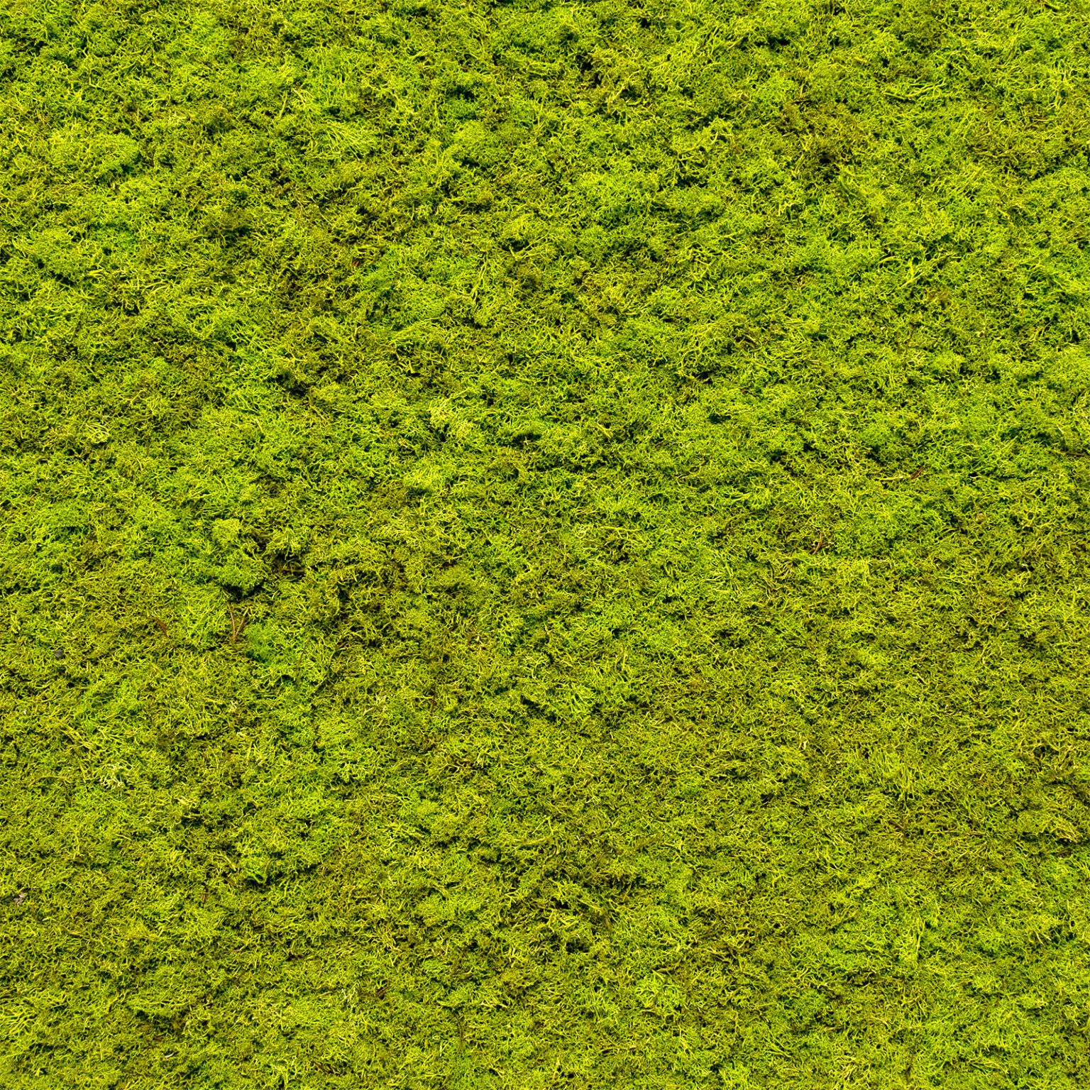 Amazing green wall moss panel. Polarmoss Flex Element.