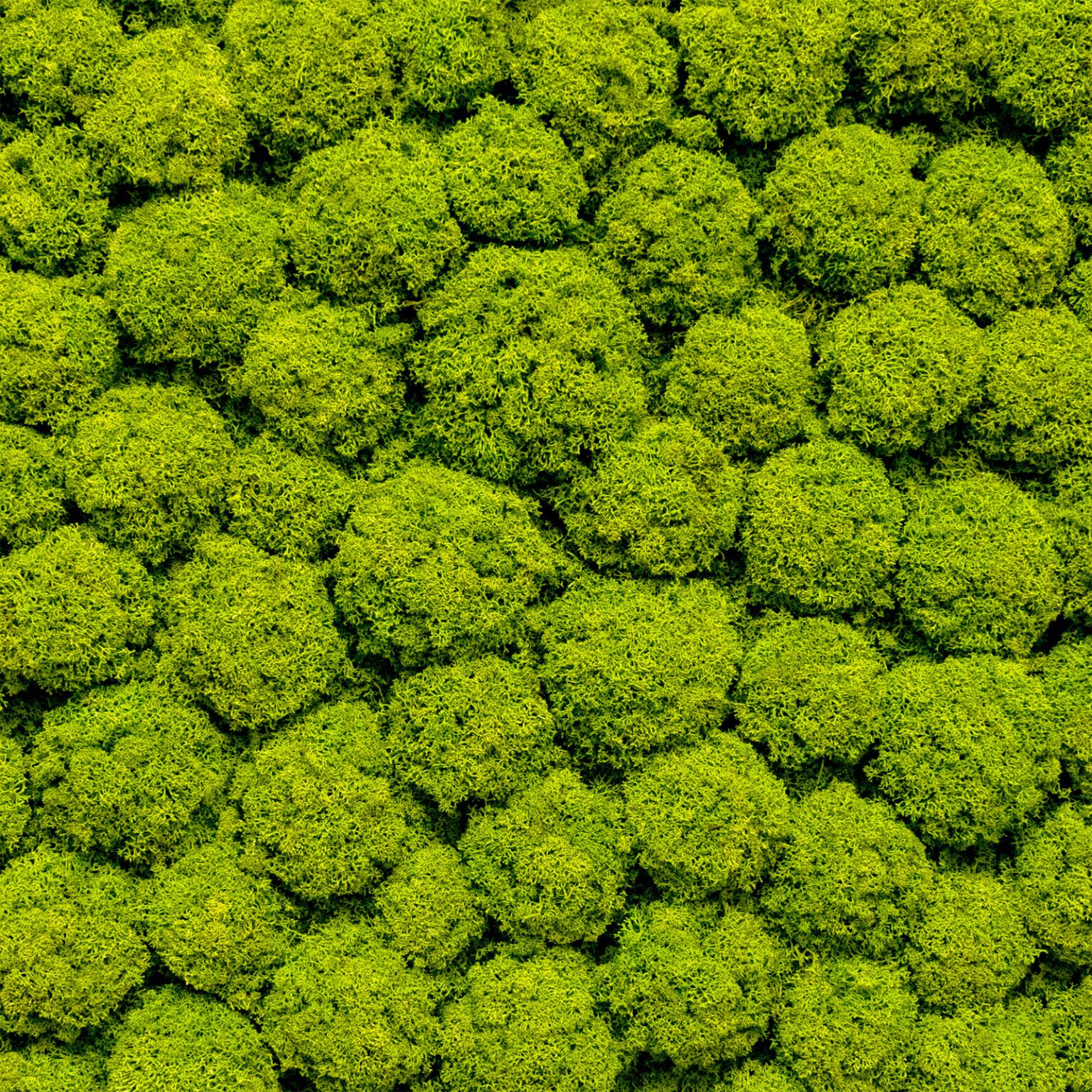 Amazing green wall moss panel. Polarmoss Flex Element.