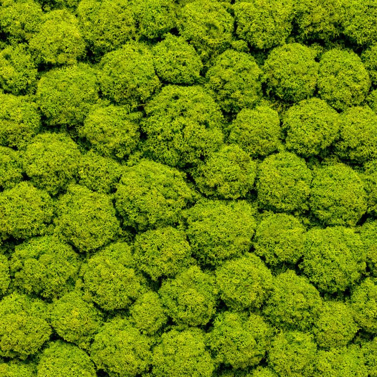 Amazing green wall moss panel. Polarmoss Flex Element.